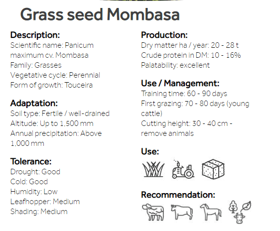 SUPER MOMBACA F1 - Agrimax Seed & Science