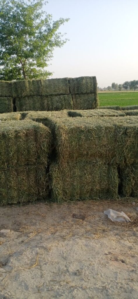 Alfalfa Hay - Agrimax Seed & Science